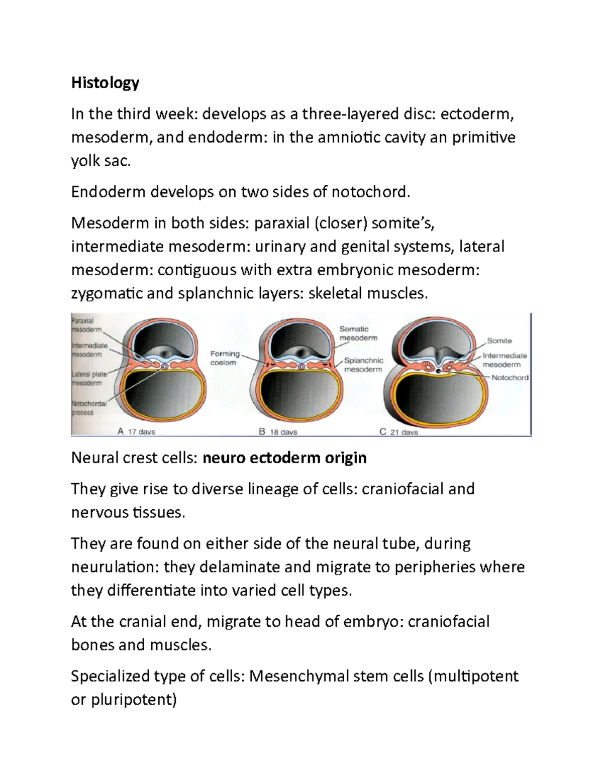 Histology ofs 1 - Lecture notes 1 - Histology In the third week ...