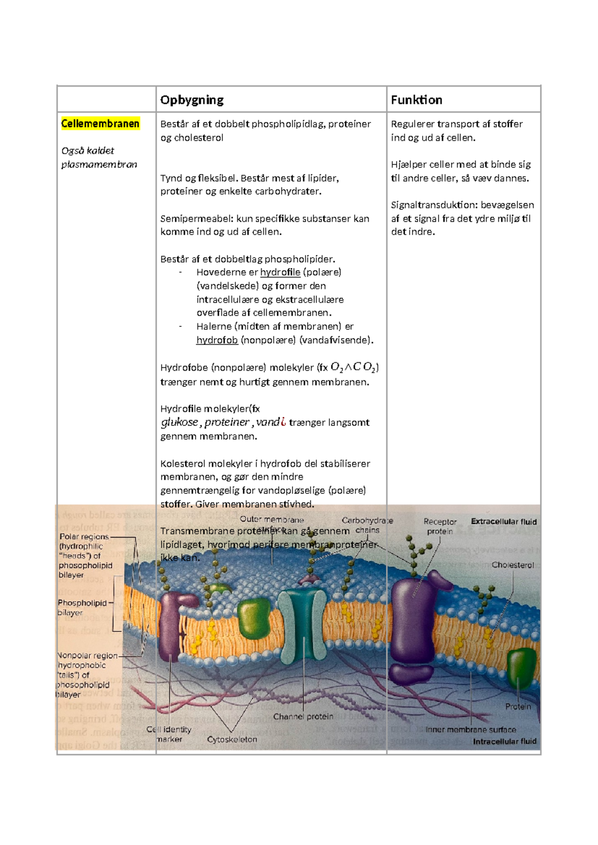 Celle-skema-BHB - Komplet oversigt over cellens opbygning - Opbygning ...