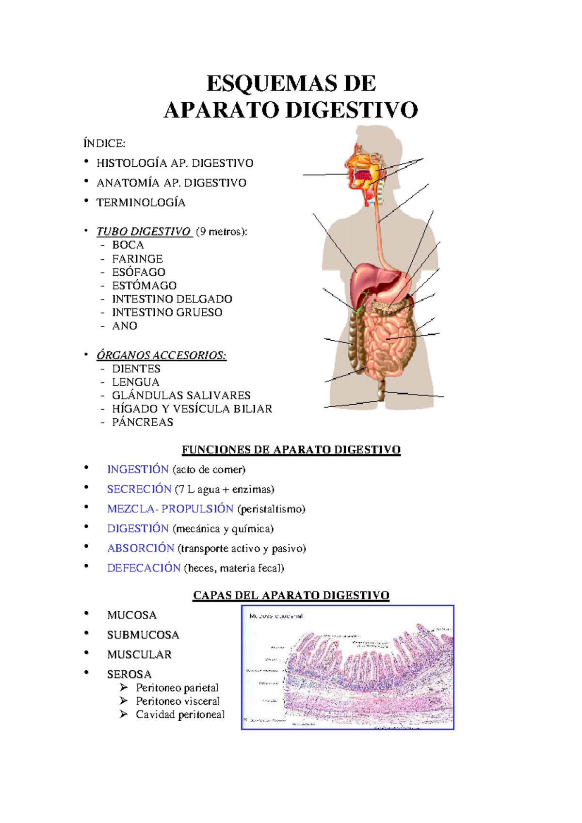 Digestivo - ESQUEMAS DE APARATO DIGESTIVO AP. DIGESTIVO AP. DIGESTIVO ...