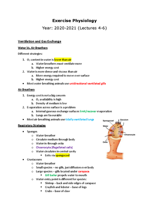 Musculoskeletal System - The musculoskeletal system provides form ...