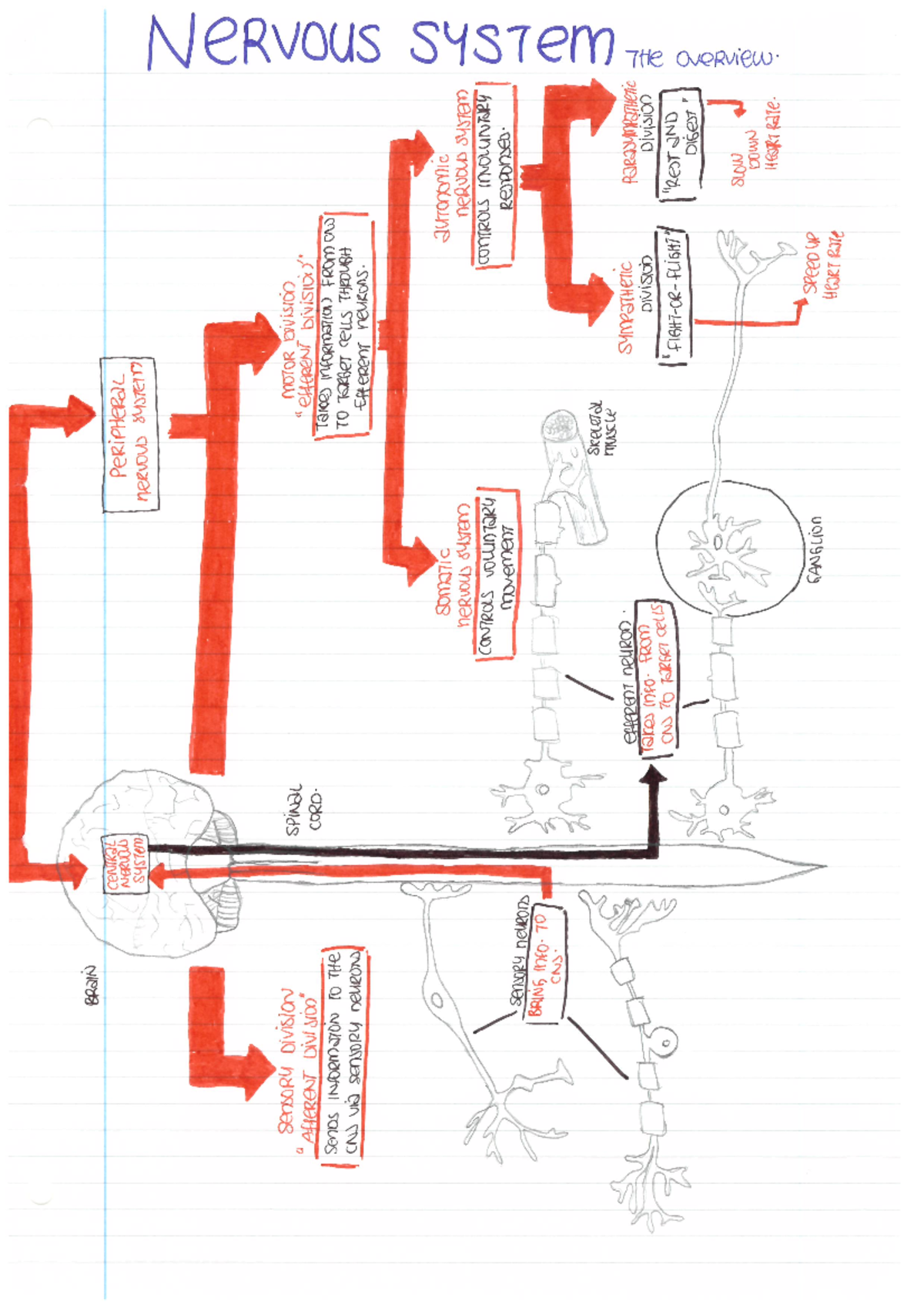 Lecture notes, lecture 8 - Nervous system - cns and pns - a: cg , .J ...