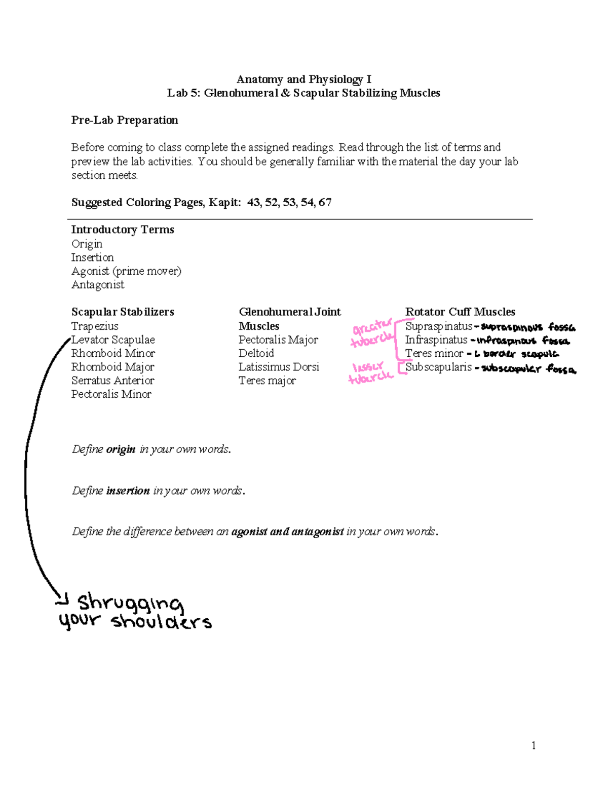 Lab+5+Packet+%28Student%29 - Anatomy and Physiology I Lab 5 ...