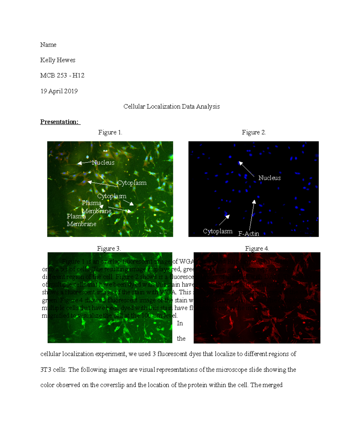 Cell Localization Data Analysis - Name Kelly Hewes MCB 253 - H 19 April ...