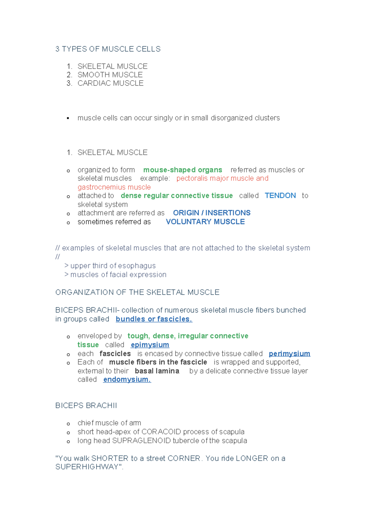 3 Types OF Muscle Cells - none - 3 TYPES OF MUSCLE CELLS 1. SKELETAL ...