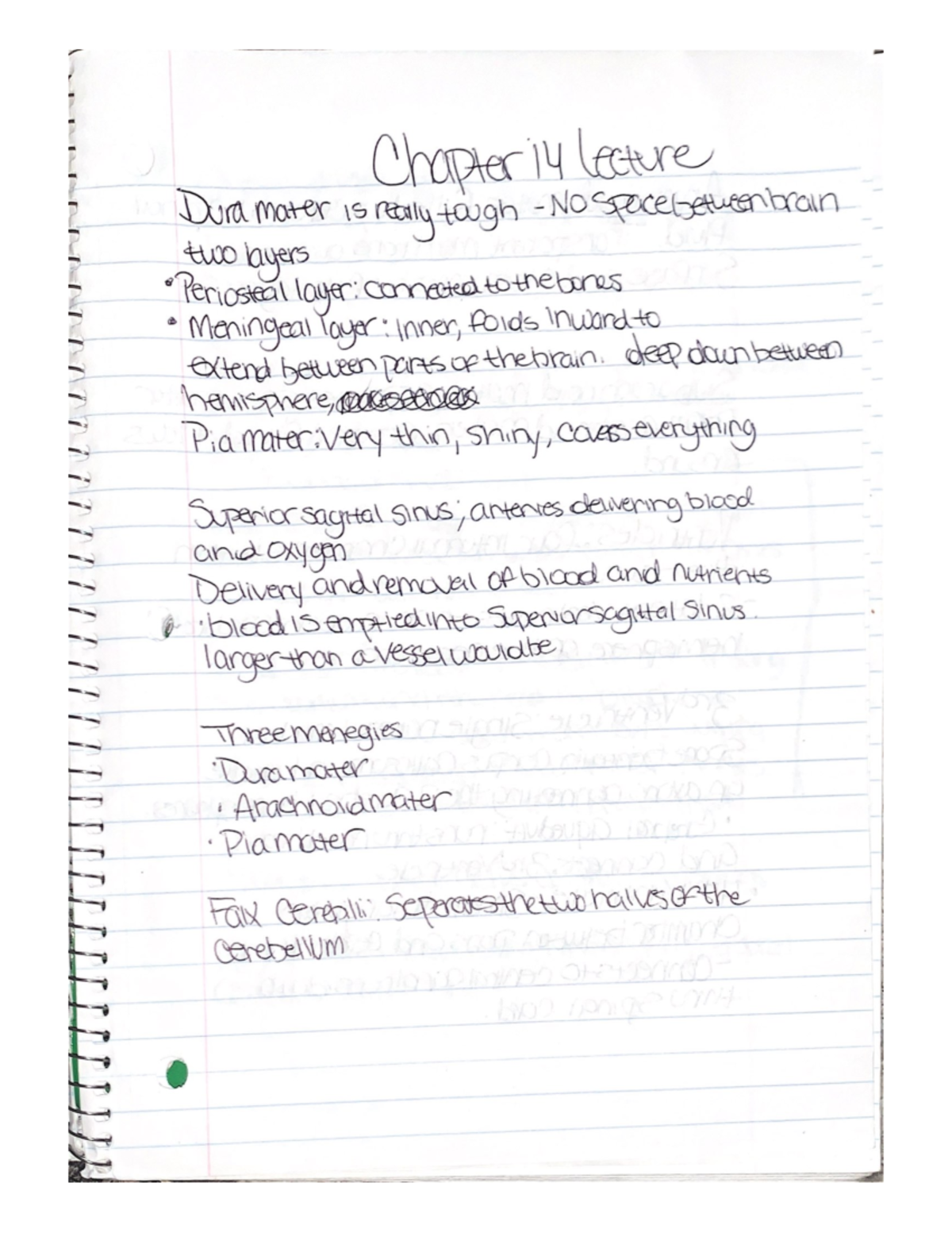 Thebrain - Chapter 14 lecture Dura mater IS really tough spacebetter ...