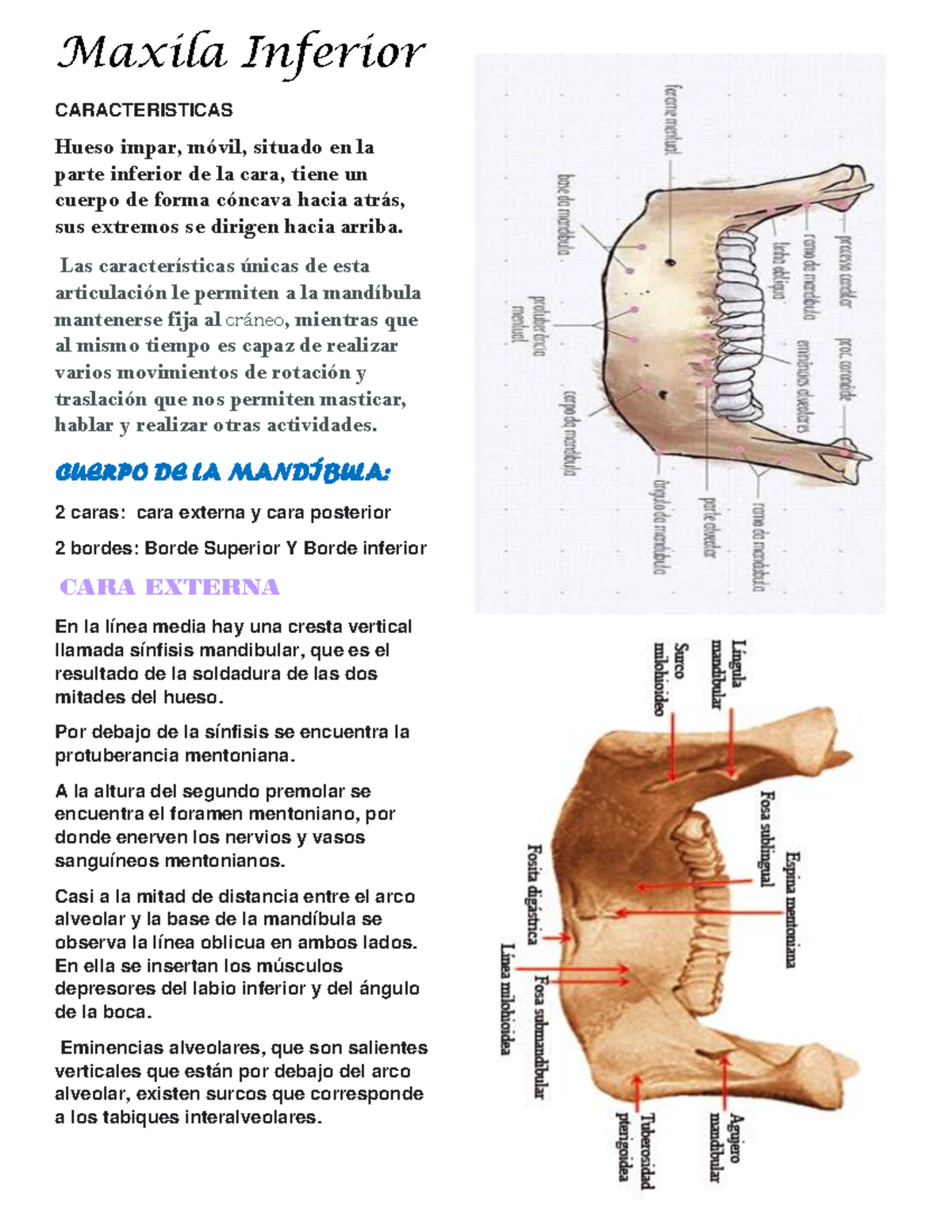 Maxila Inferior - Maxila Inferior CARACTERISTICAS Hueso impar, móvil ...