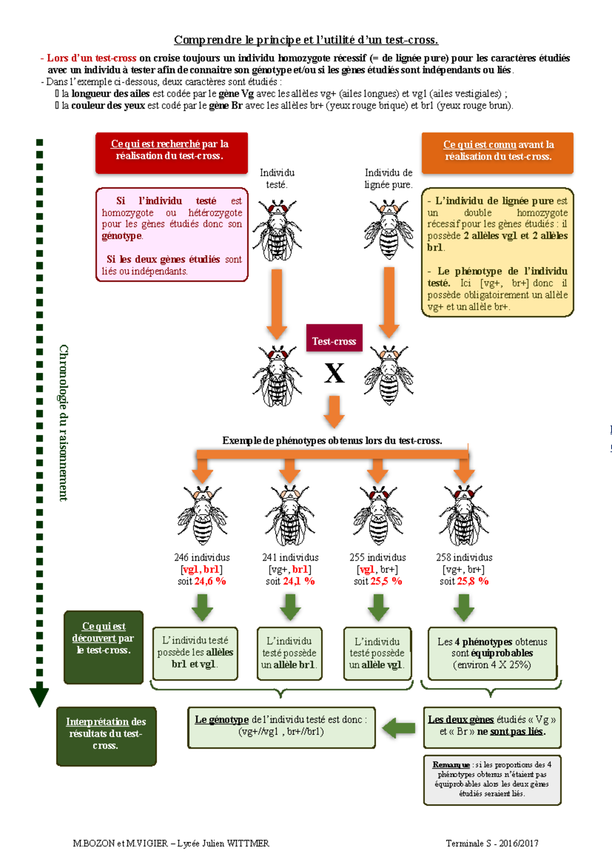 Ts fiche comprendre le principe du testcross - Comprendre le principe ...