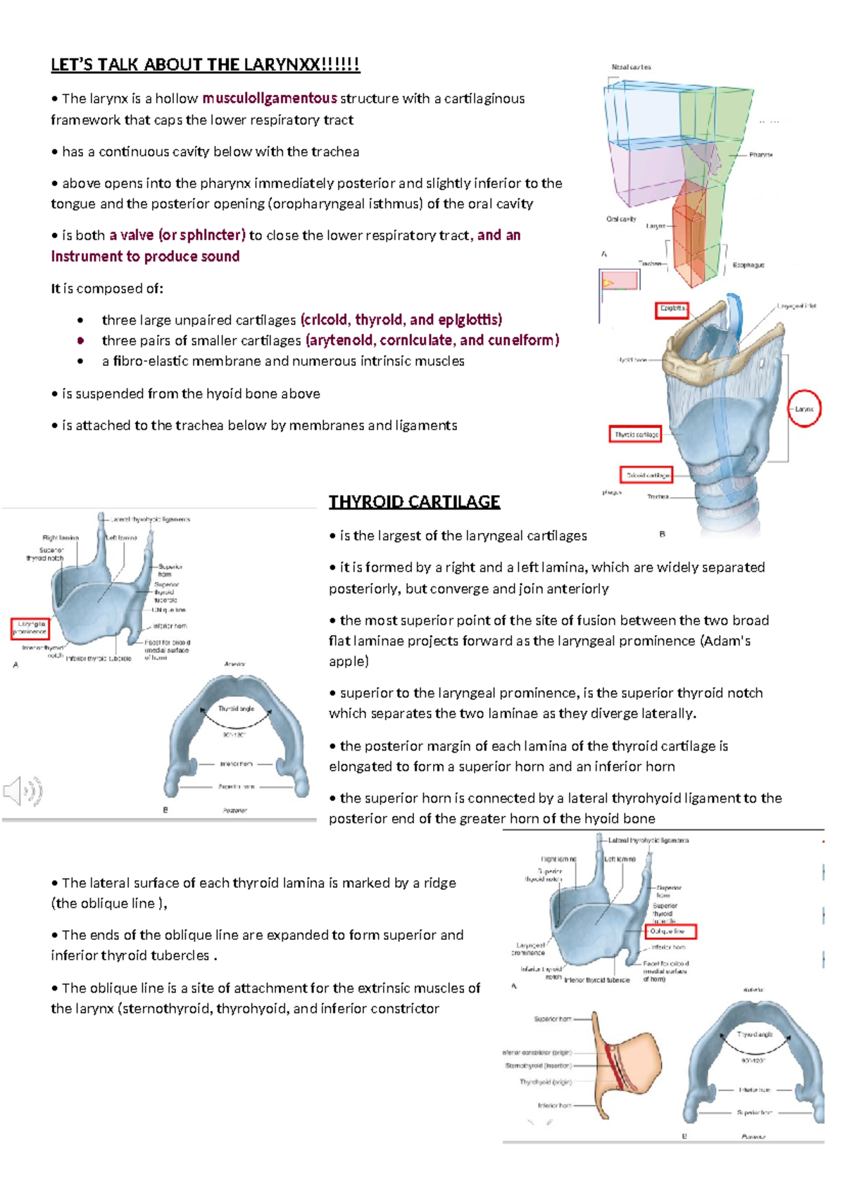 Larynx - LET’S TALK ABOUT THE LARYNXX!!!!!! • The larynx is a hollow ...