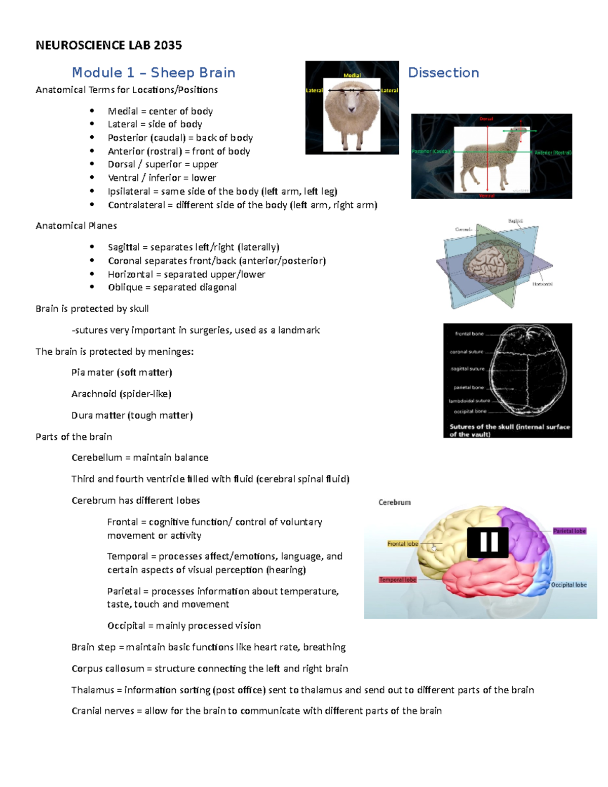 Module 1 - Sheep Brain Dissection - NEUROSCIENCE LAB 2035 Module 1 ...