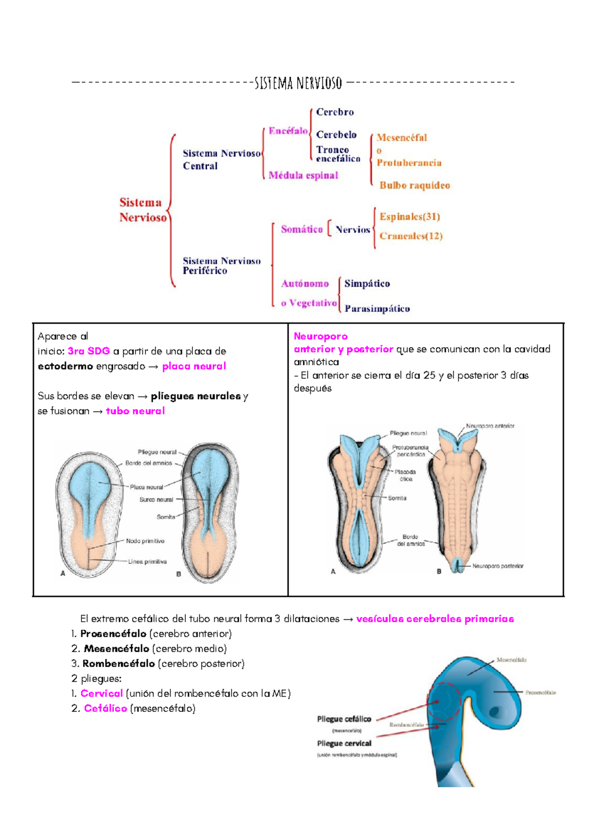 SN Embriologia - —-sistema nervioso —- Aparece al inicio: 3ra SDG a ...