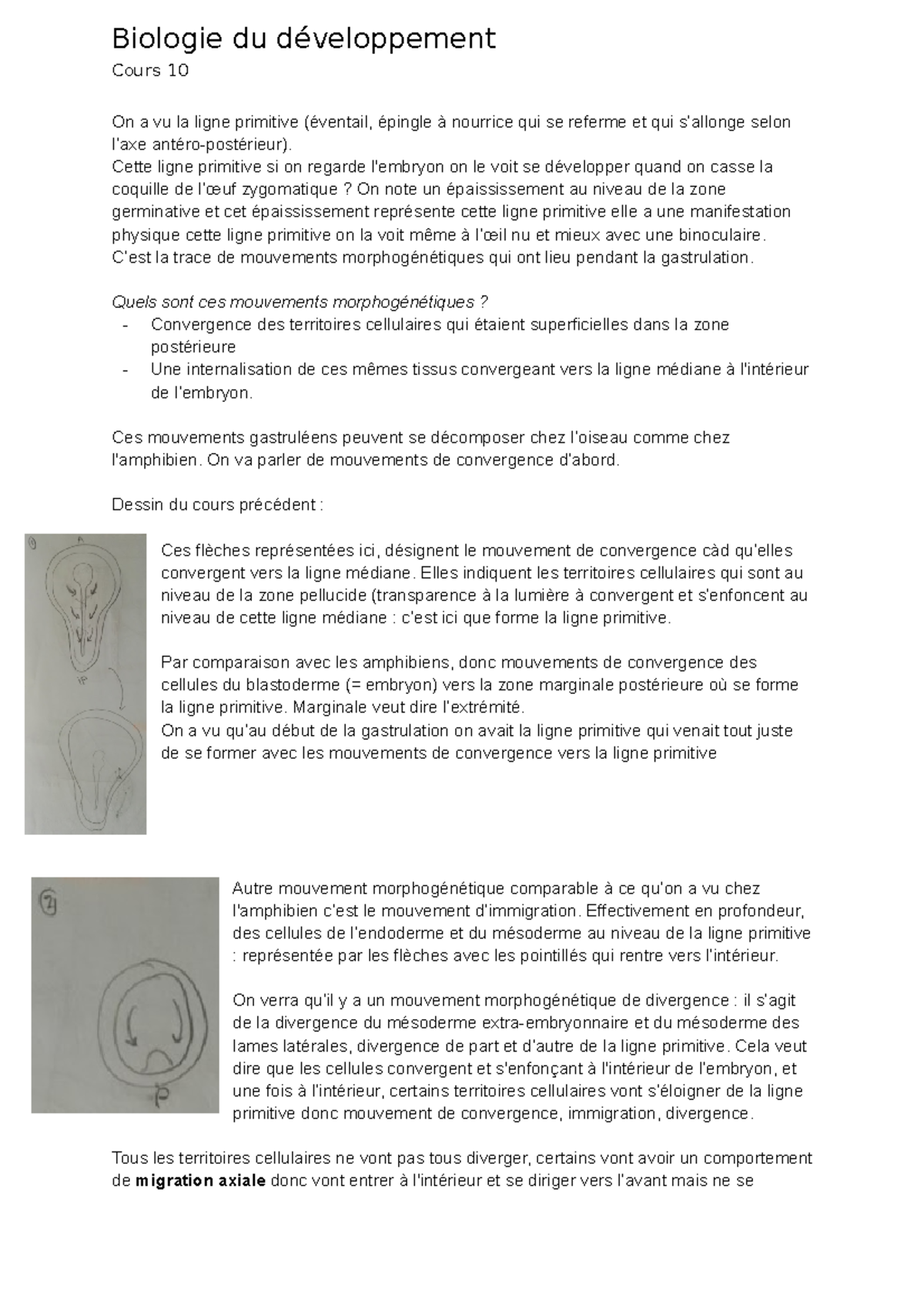 Cours 10 biodev L3S6 - Cours 10 On a vu la ligne primitive (éventail ...