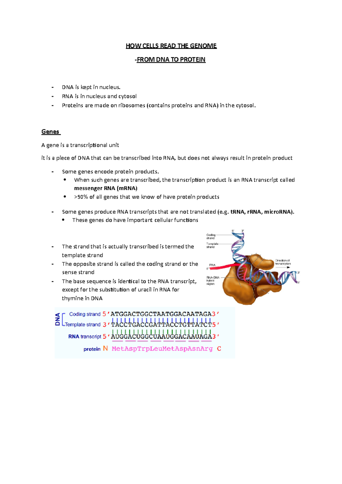 Topic 7 - HOW CELLS READ THE GENOME -FROM DNA TO PROTEIN DNA is kept in ...
