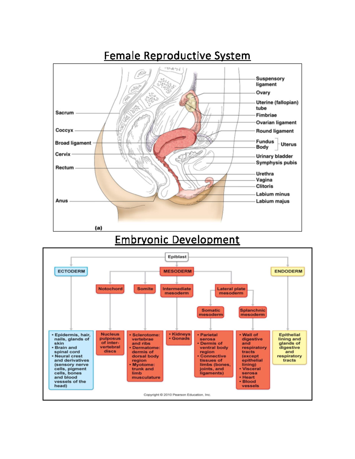 Female Reproductive System - Female Reproductive System Embryonic Development Fetal Development ...