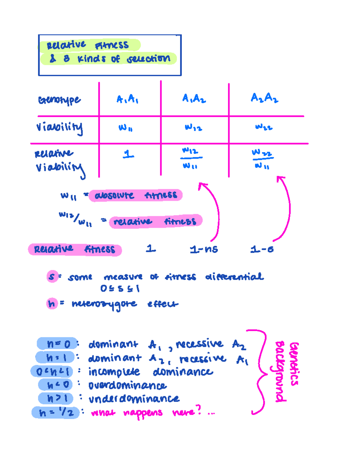 Relative Fitness - relative fitness 3 kinds of selection Genotype A A A ...