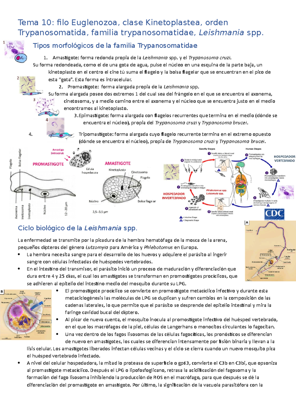 Tema 10 filo Euglenozoa clase Kinetoplastea orden Trypanosomatida^LJ ...
