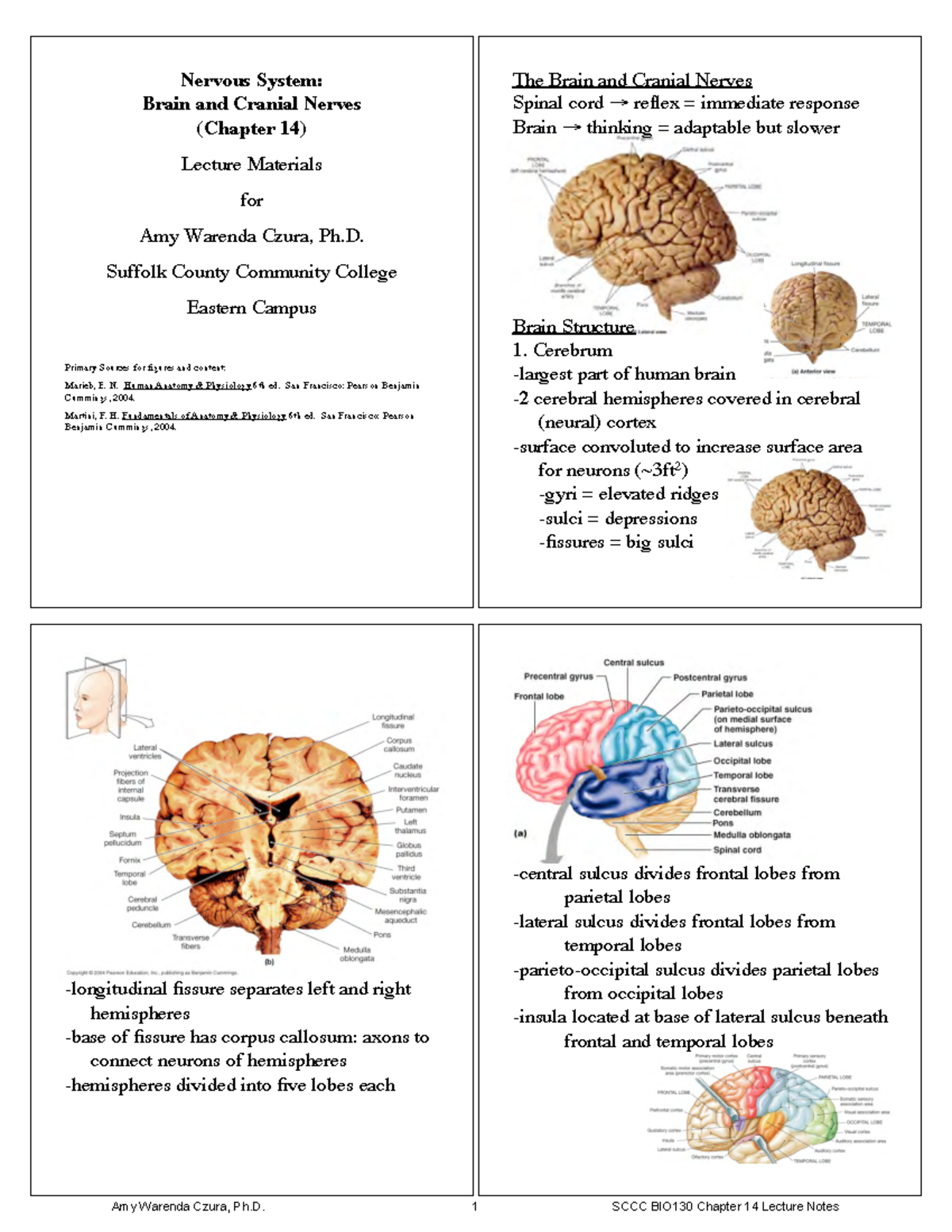 BIO130Chapter 14Notes - Nervous System: Brain and Cranial Nerves ...