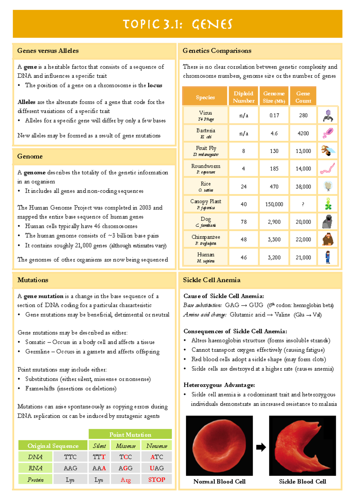 Genes- life science - Genetics Comparisons There is no clear ...