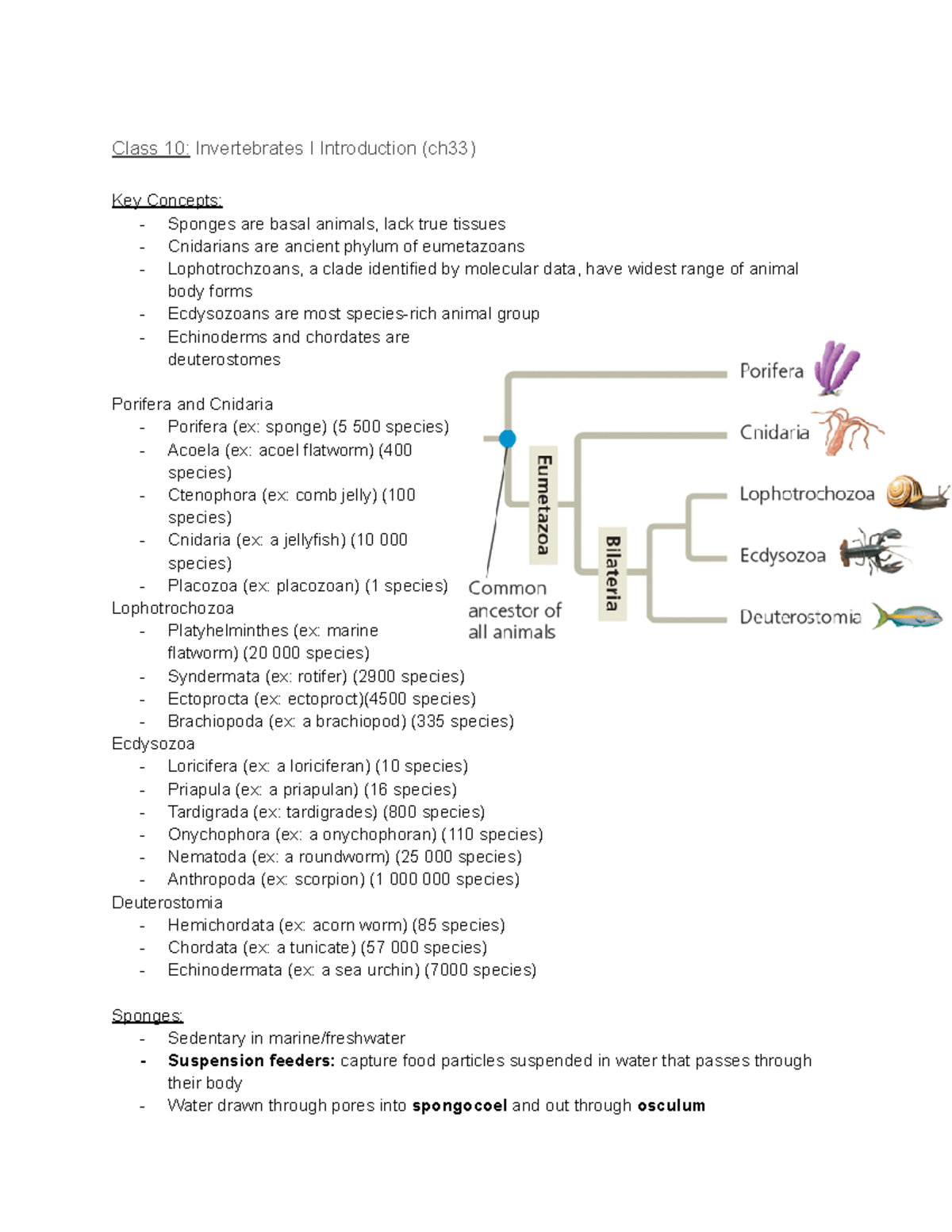 Class 10 Invertebrates I Introduction (ch33) - Studocu