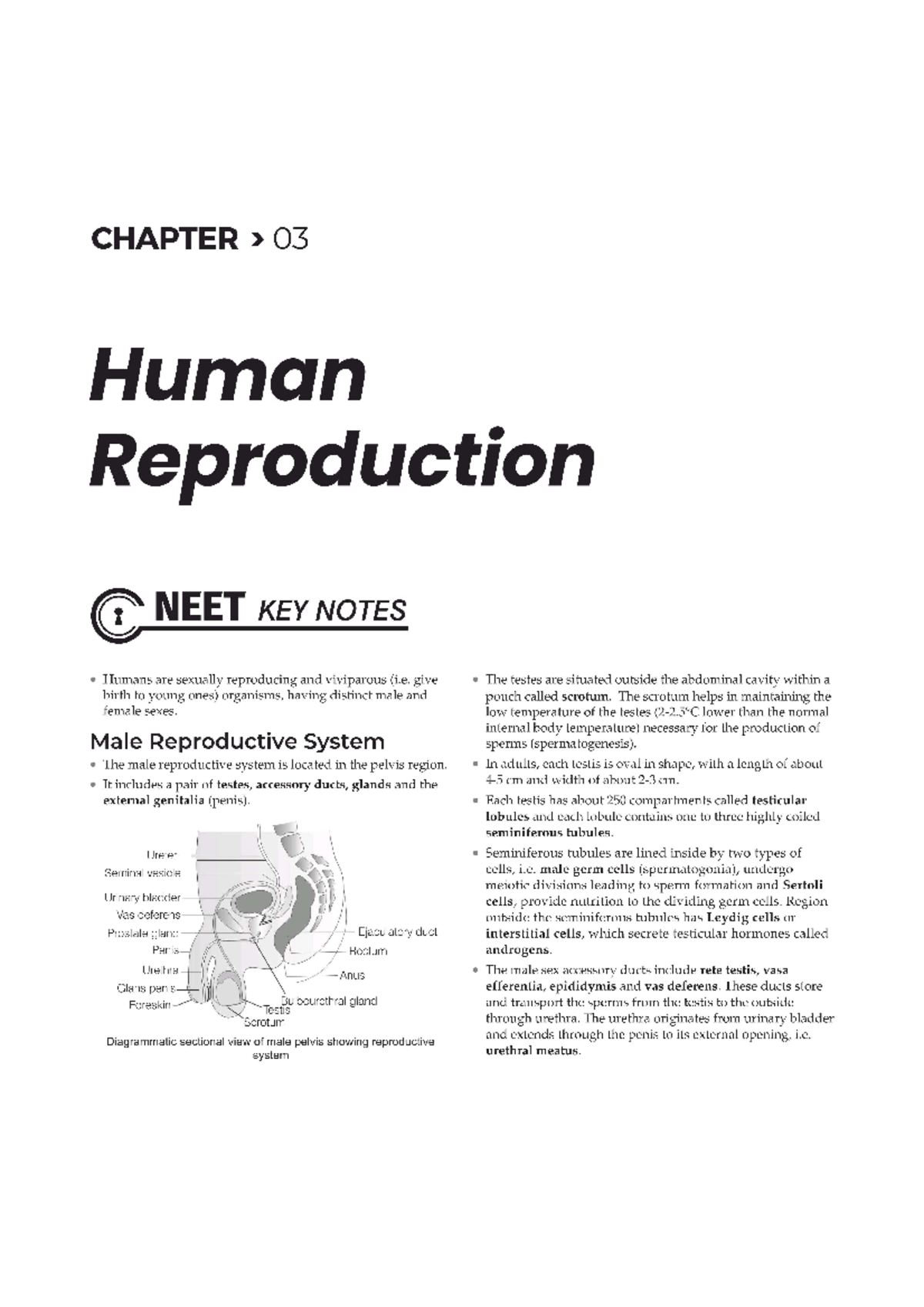 DOC-20240711-WA0013 - Class 12th biology notes of human reproduction ch ...