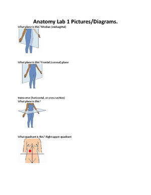 Anatomy Lab Chapter 3 - Concepts and notes that help with tests ...