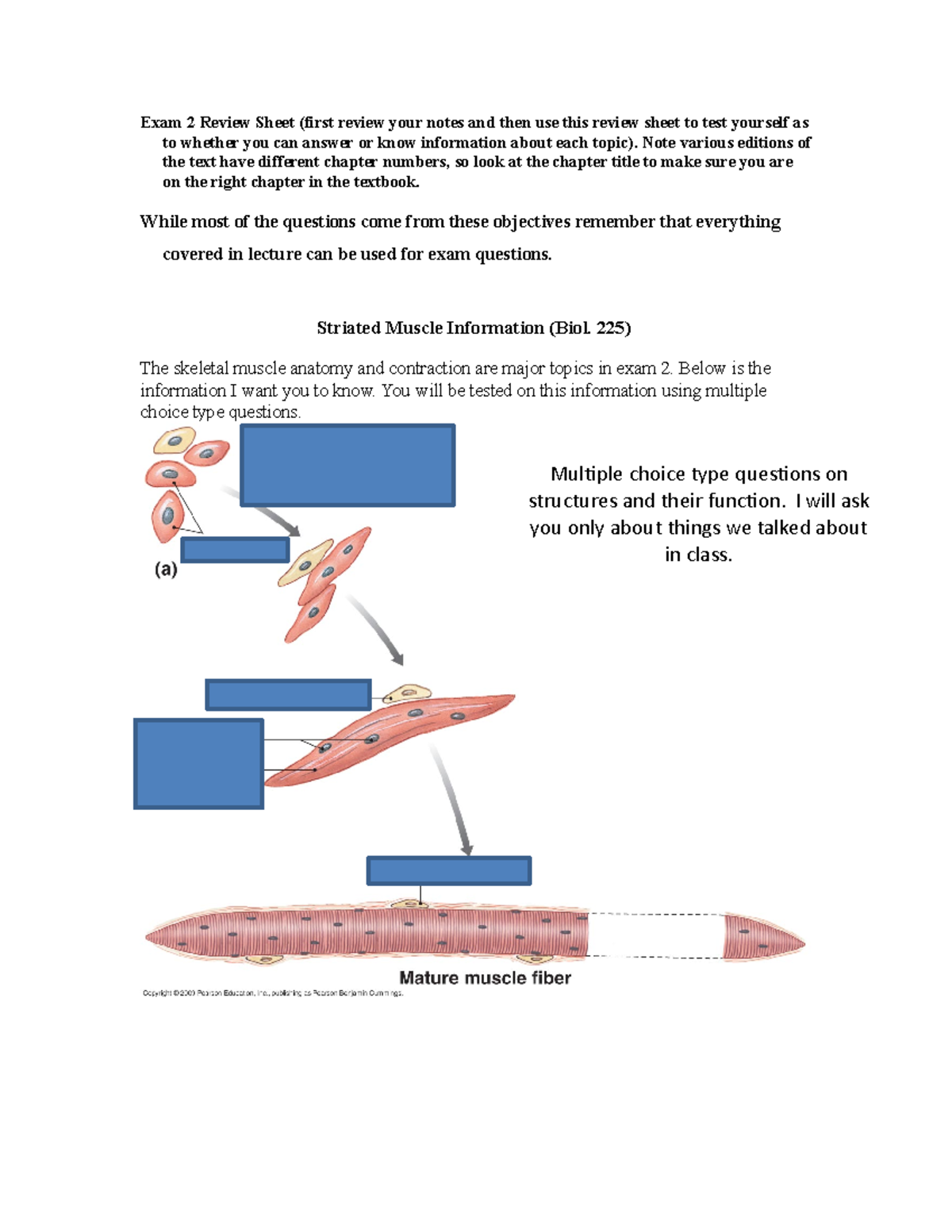 Exam 2 Review sheet with muscle contraction essay 2019 with sense organ ...