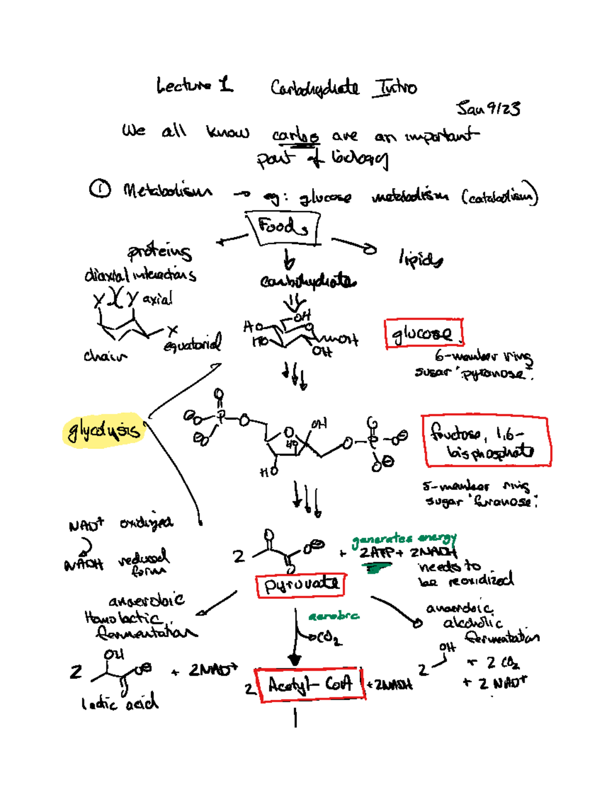 Lec 1 - lecture note - Lecture 1 Carbohydrate Into San 9123 We all know ...