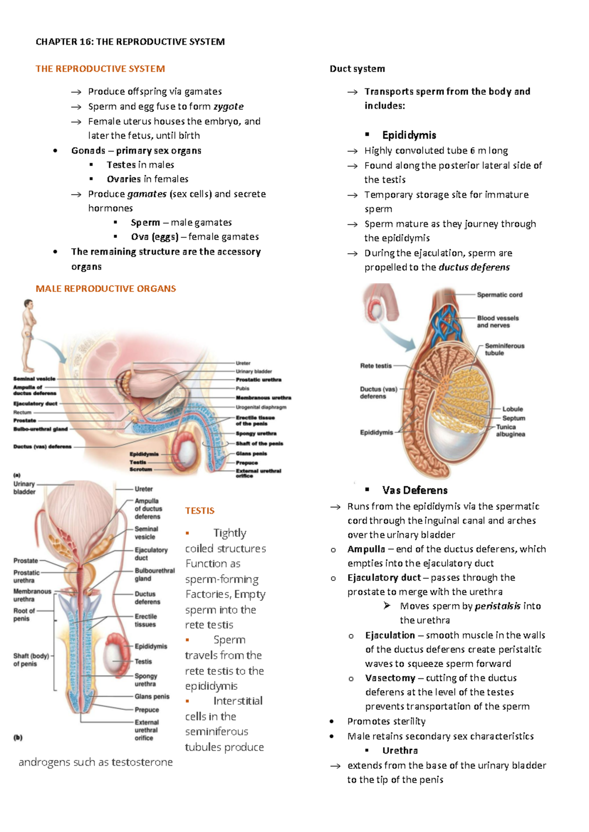 THE Reproductive System - THE REPRODUCTIVE SYSTEM → Produce offspring ...