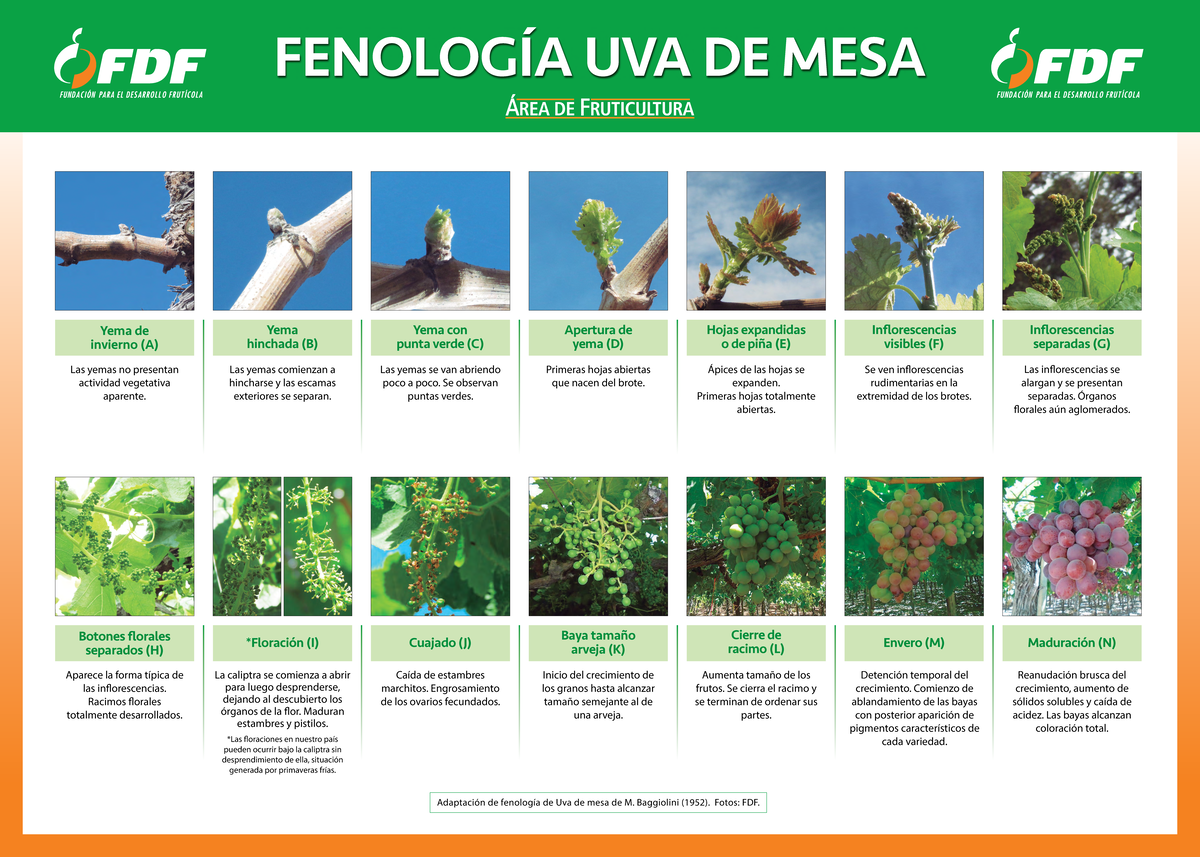 Fenología Uva de mesa - Fenologia uva de mesa - FENOLOGÍA UVA DE MESA ÁREA DE FRUTICULTURA Yema ...