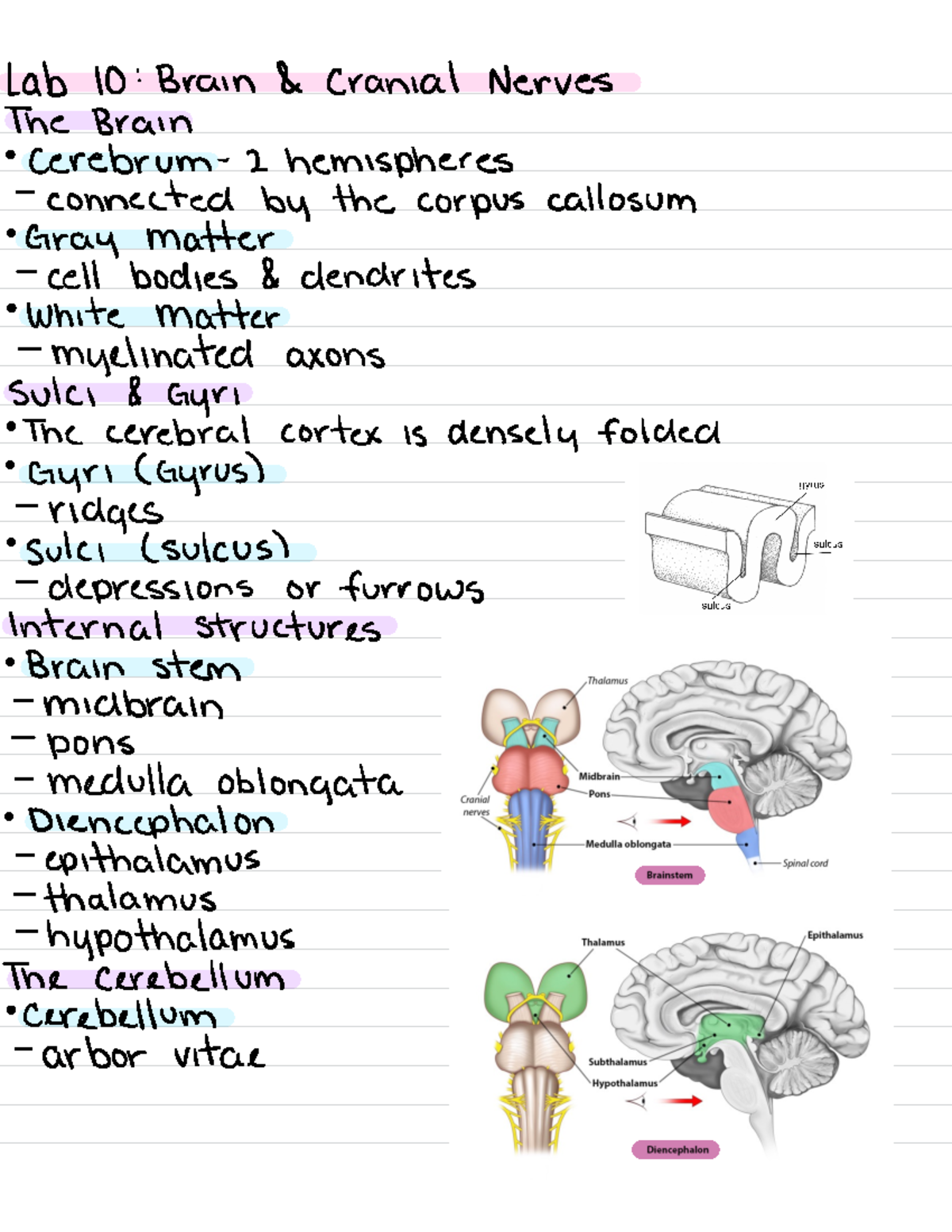 Anatomy Lab 10 - lab 10 notes of the brain and cranial nerves - Lab 10 ...