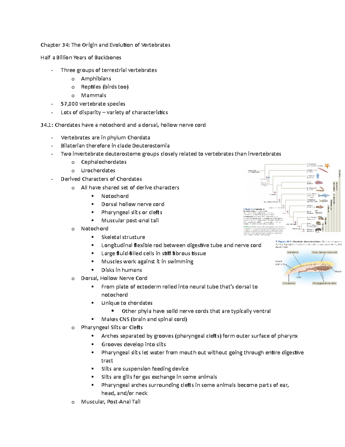 Chapter 34 Notes - Chapter 34: The Origin and Evolution of Vertebrates ...