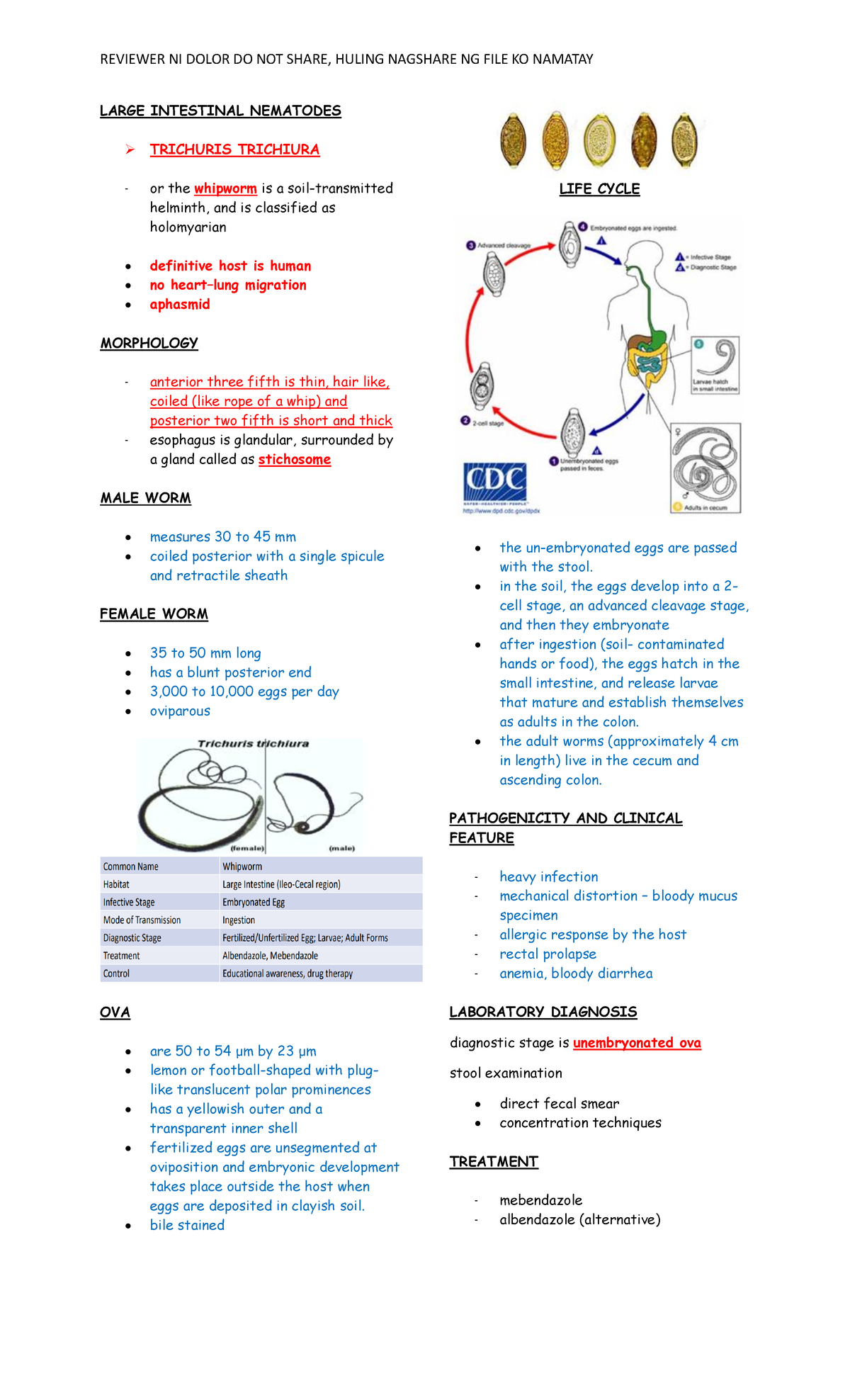 Whipworm Nematode Britannicacom
