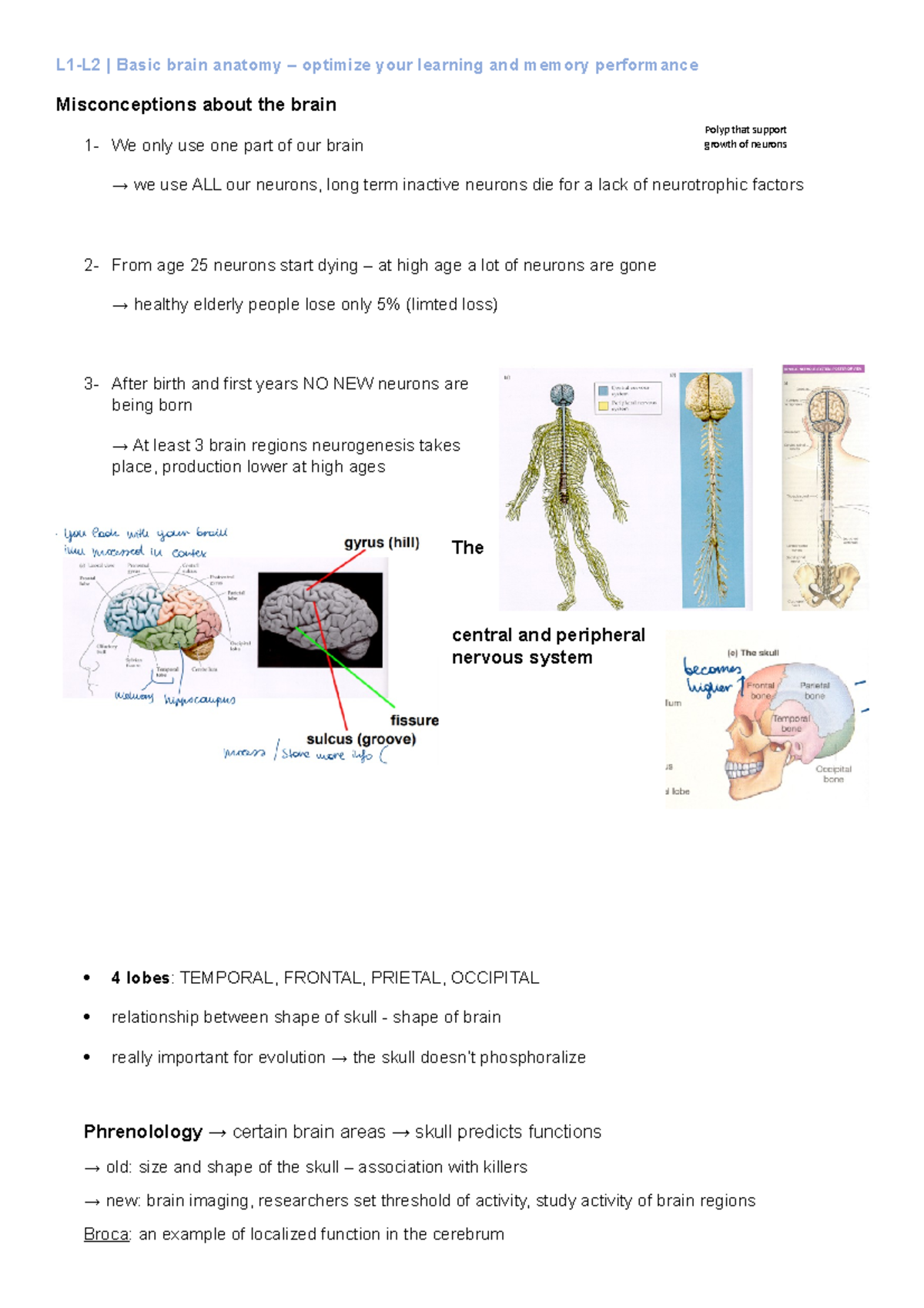 Lecture 1 Basic brain anatomy - Misconceptions about the brain 1- We ...