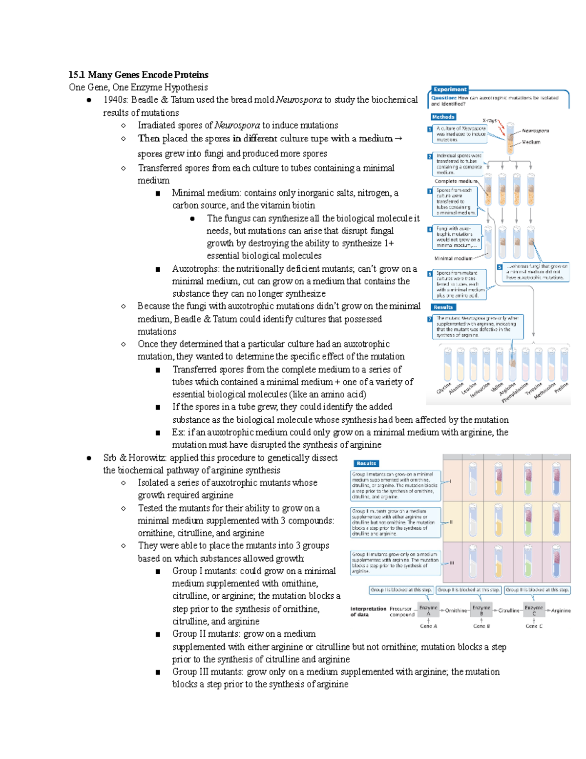 BIO 142 Week 11 Readings - 15 Many Genes Encode Proteins One Gene, One ...