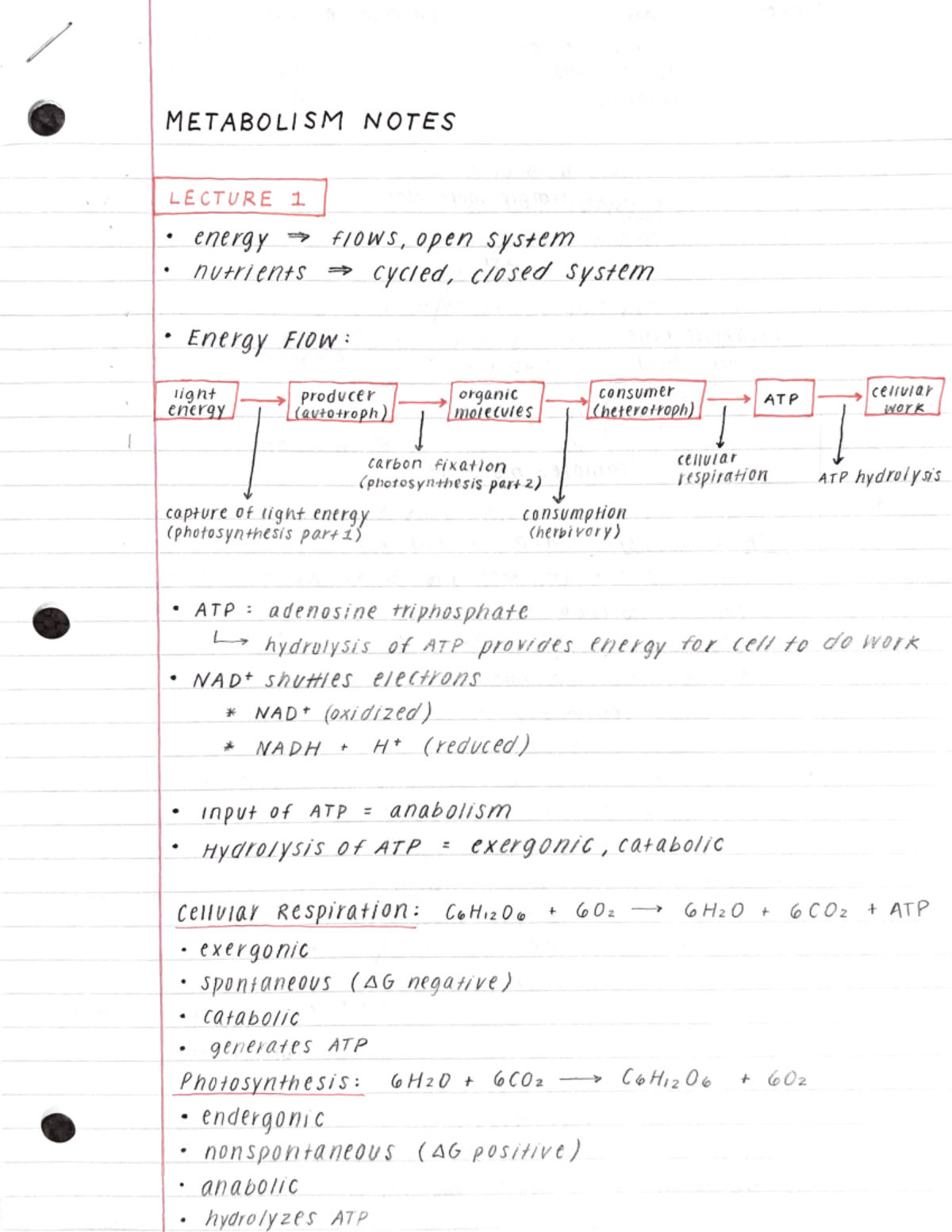 Biology II Lecture Notes (for Metabolism Quiz) - BIOS 10172 - Studocu