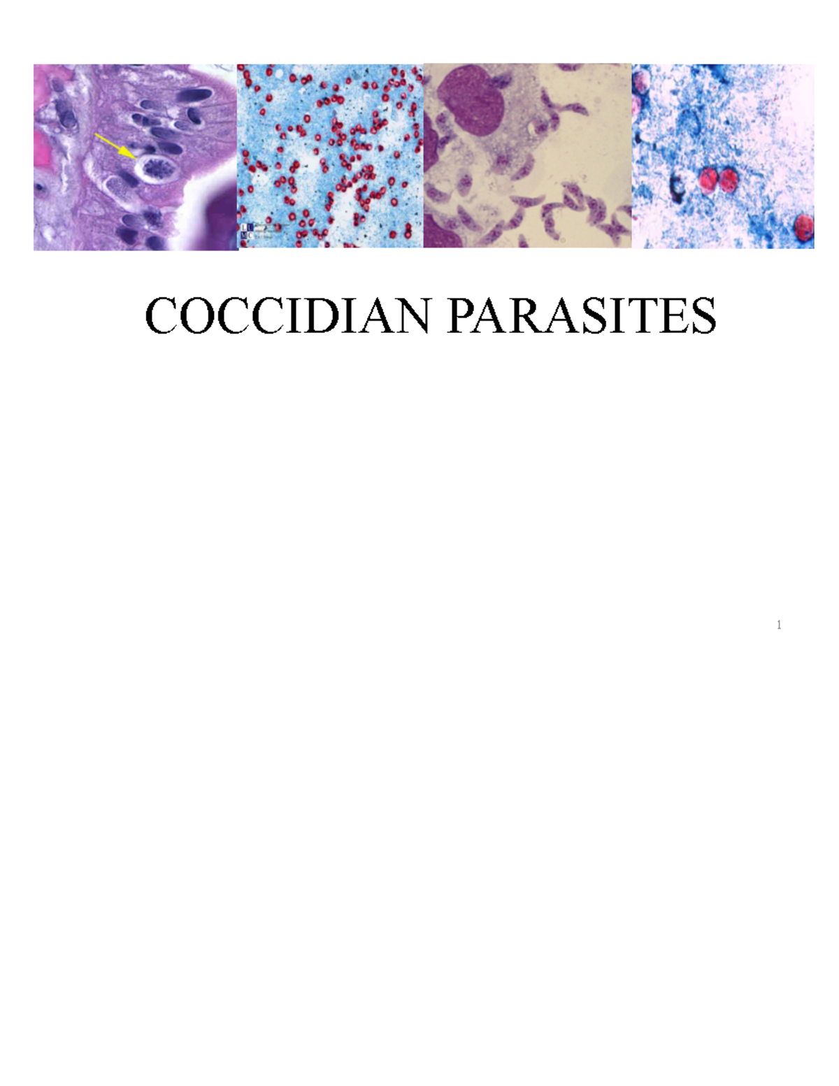 Coccidian in Parasitology - COCCIDIAN PARASITES Coccidian parasites ...
