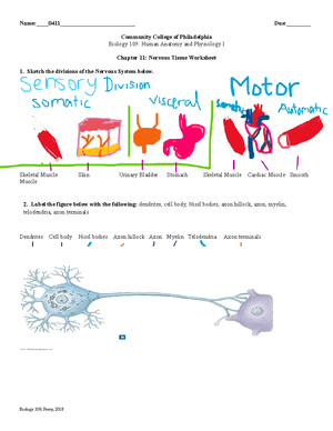 Bio+109+Online+MS%233+Skeletal+Muscle+Origin%2C+Insertion%2C+and ...