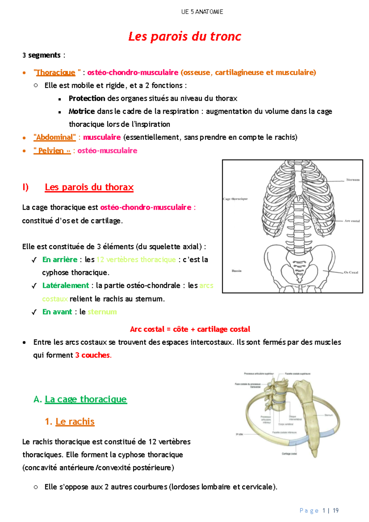 3. Parois du tronc Darnauld ok - Les parois du tronc 3 segments ...