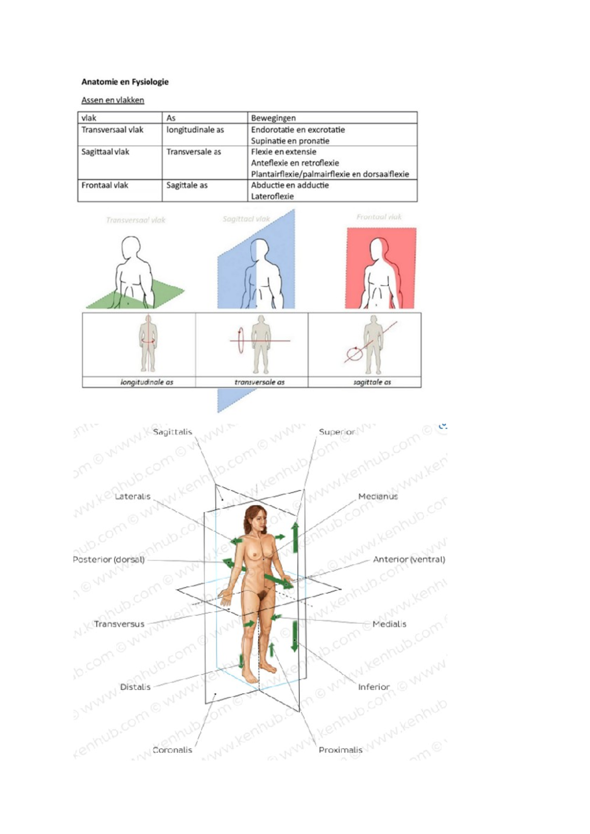 Anatomische positie - Vlakken, assen en bonylandmarks - Fysiotherapie ...