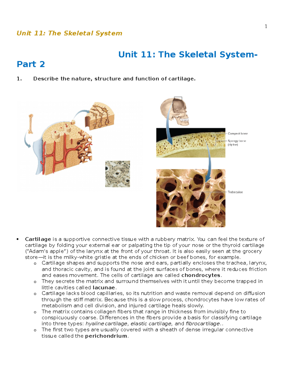 Unit 11-Skeletal System- Part 2 - Unit 11: The Skeletal System Unit 11 ...