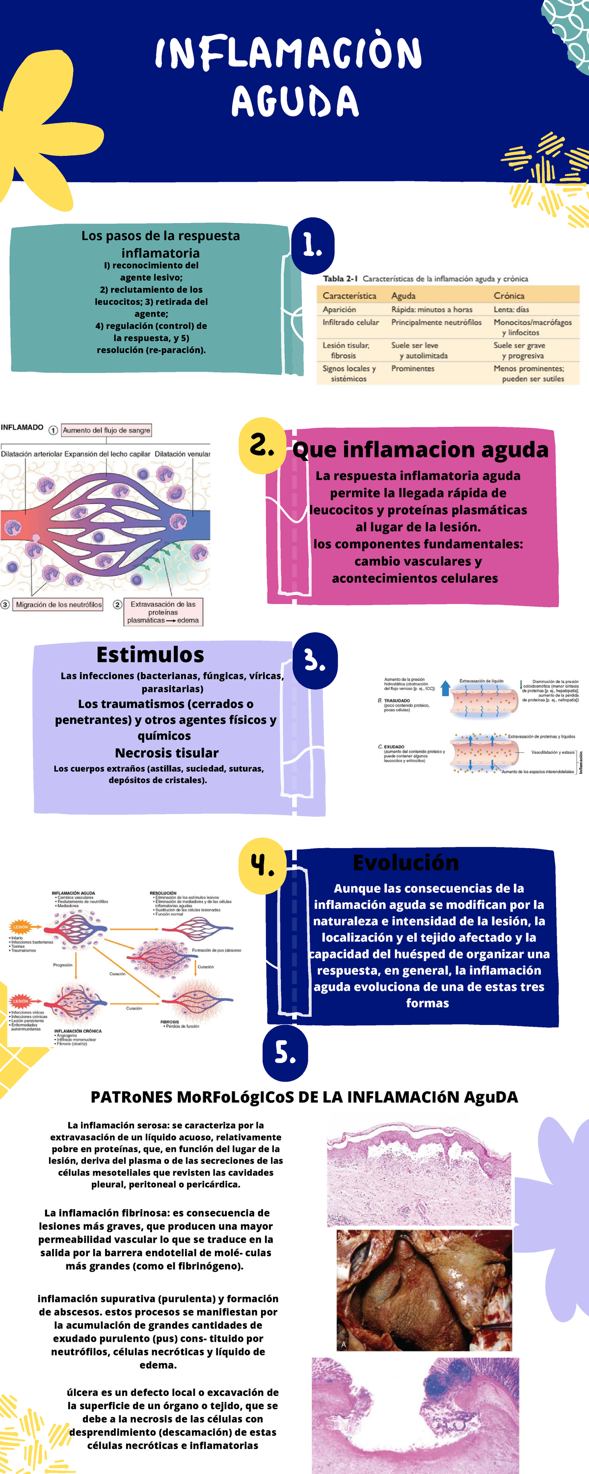 Infografia de Proceso Ilustrada Llamativa Retro Azul Rosa - INFLAMACIÒN ...