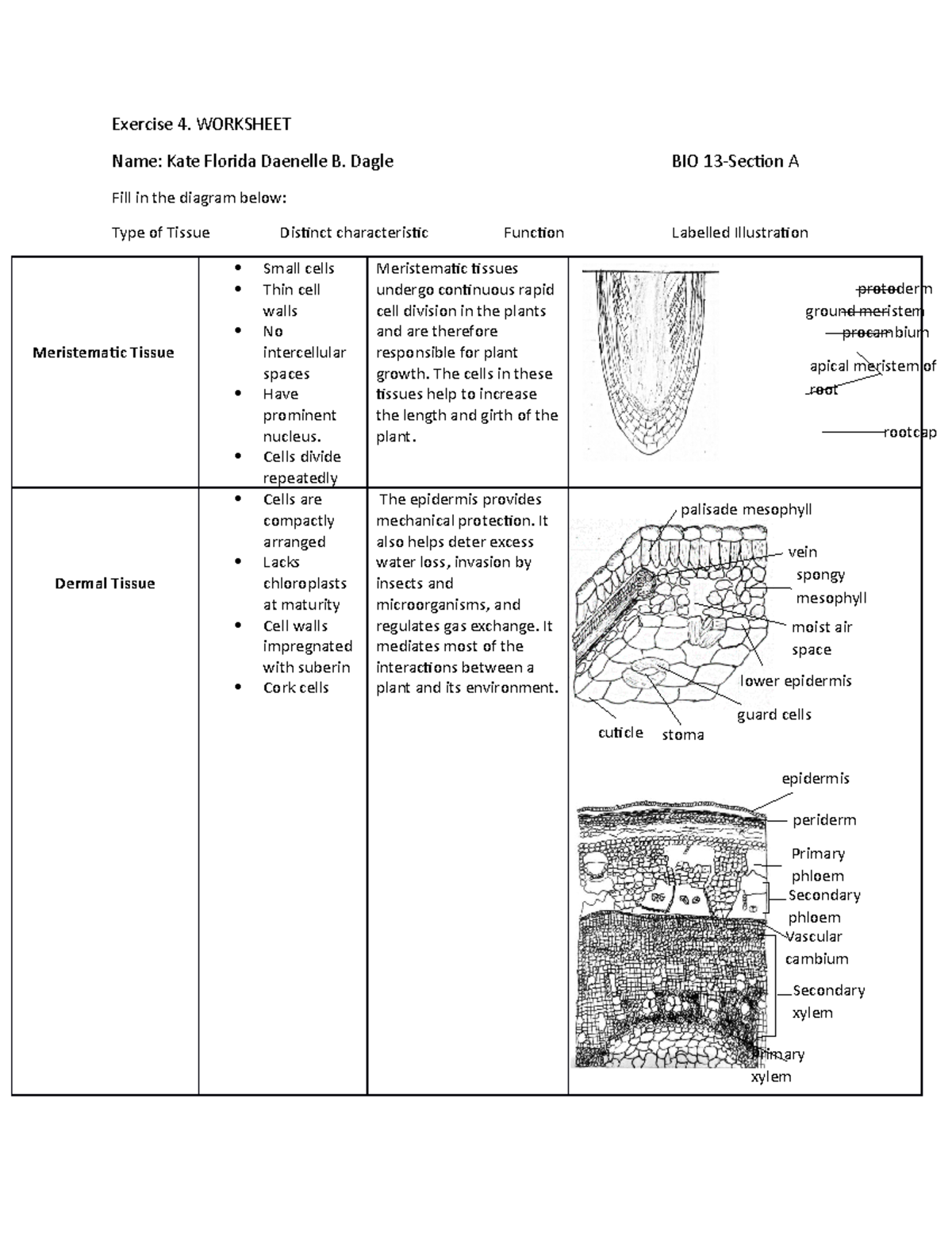 Exercise 4 - biology - Exercise 4. WORKSHEET Name: Kate Florida ...