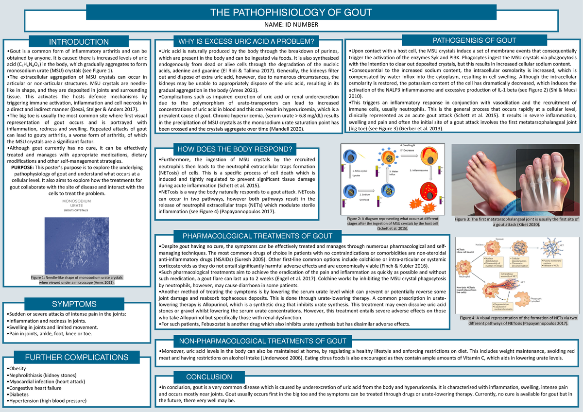Hapia Poster Part A - Figure 2: A diagram representing what occurs at ...