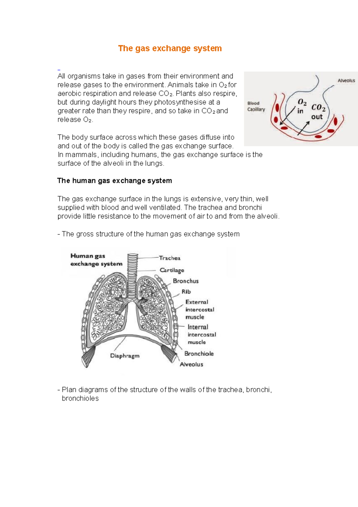 The gas exchange system - Animals take in O 2 for aerobic respiration ...