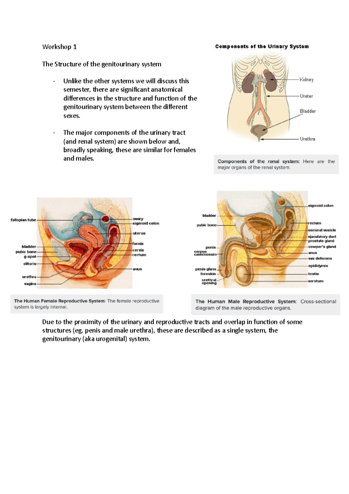 Workshop 1 - Workshop 1 The Structure of the genitourinary system ...