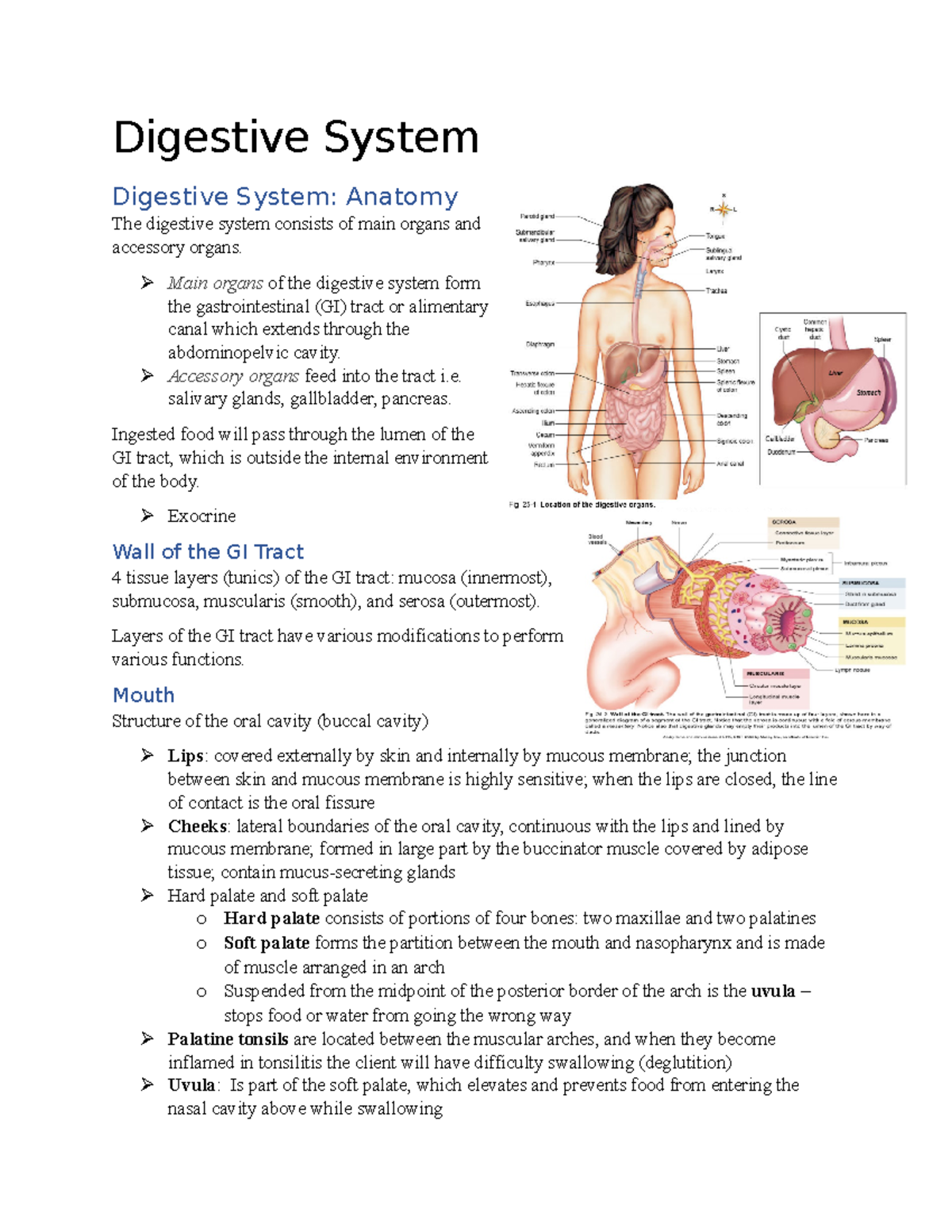 Test 4 Review - Digestive System Digestive System: Anatomy The ...