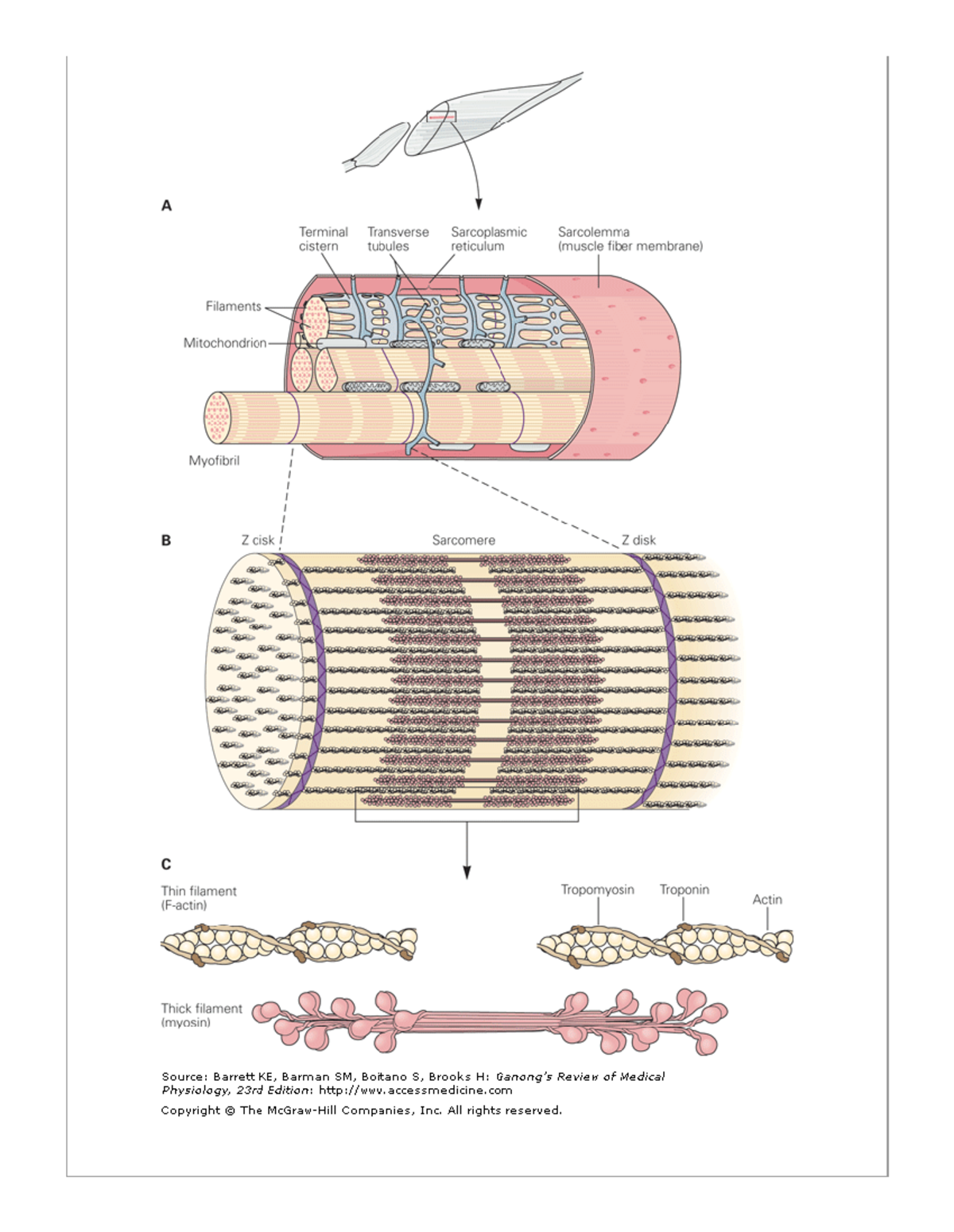 Review amerika of Medical Physiology -4-150-42 - Mammalian skeletal ...
