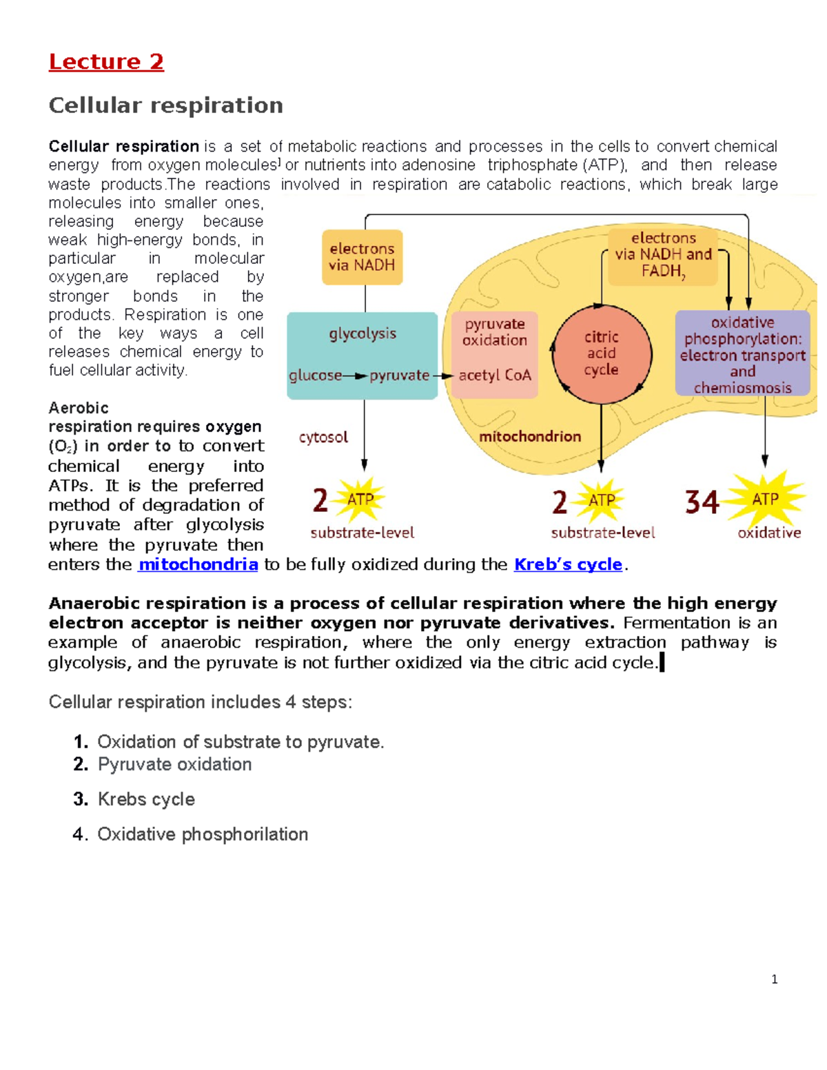 Cellular Respiration - all the best - Lecture 2 Cellular respiration ...