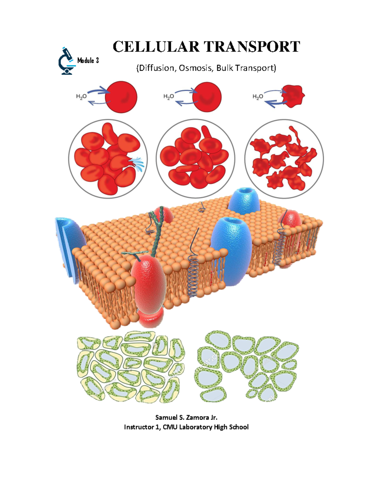 Module 3. Cellular Transport - Module 3 CELLULAR TRANSPORT (Diffusion ...