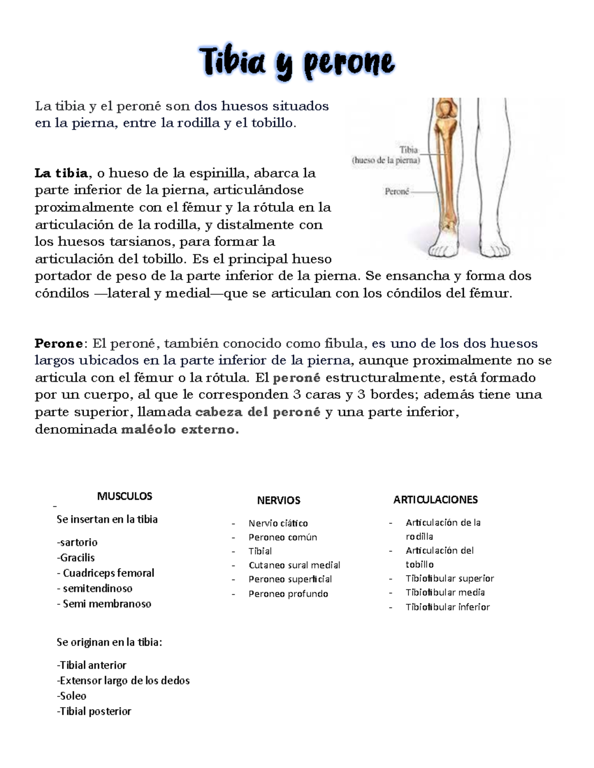 Tibia y perone - Resumen Anatomía - La tibia y el peroné son dos huesos situados en la pierna ...