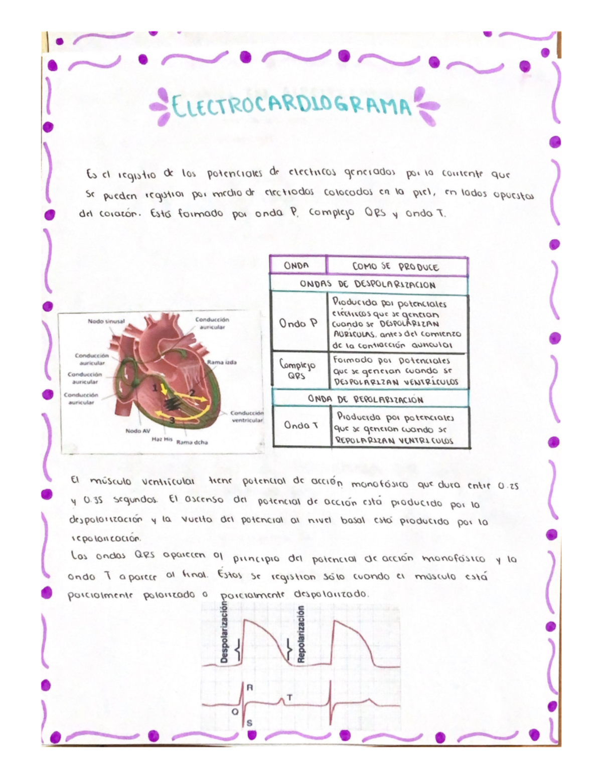 Nodo sinusal - Electrocardiograma - Fisiología - Studocu